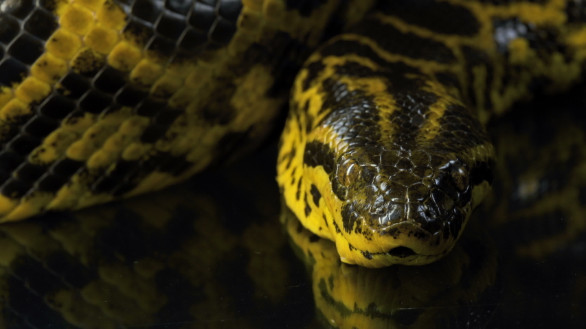 knot yellow python Stock Footage Video (100% Royalty-free) 1010119292 ...