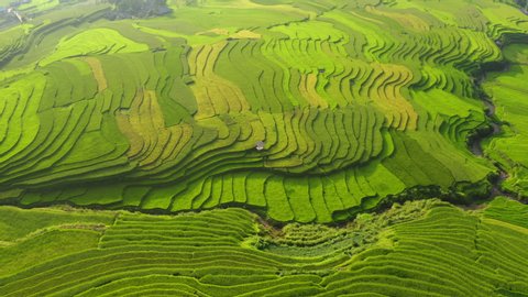 Aerial Top View Paddy Rice Terraces Stock Footage Video (100% Royalty ...