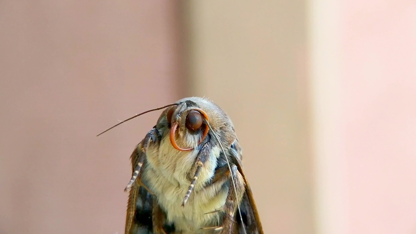 Butterfly Cicadas Stock Video Footage - 4K and HD Video Clips ...