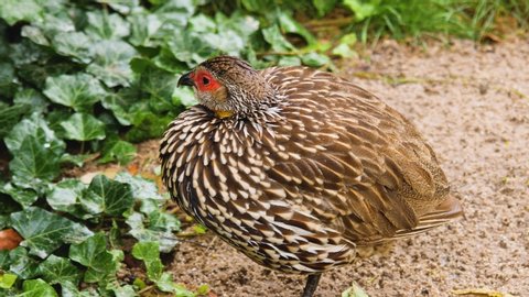 Kea Parrot Swooping Outstretched Wings Stock Photo 1736402261 ...