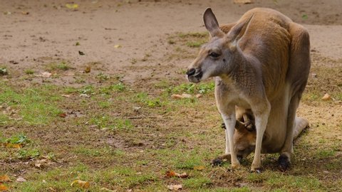 Female Kangaroo Chewing Baby Medium Shot Stock Footage Video (100% ...