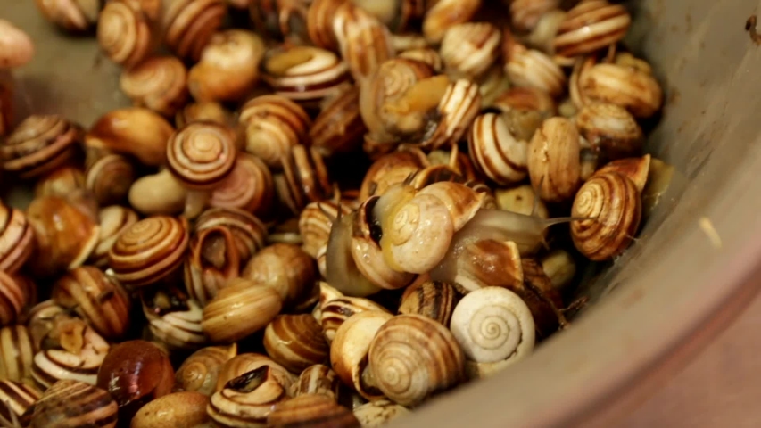 zoomed view escargot snails alive crawling Stock Footage Video (100% ...