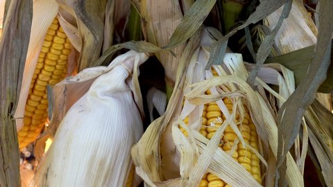 Ears Dried Corn On Stalk Ready Stock Footage Video (100% Royalty-free ...