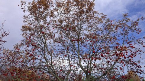 Large Flock Birds Thrush Fieldfare Turdus Stock Footage Video (100% ...