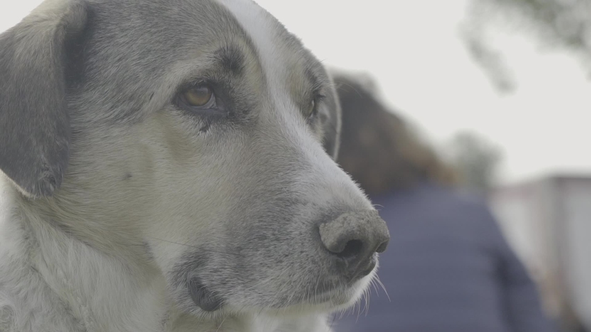 Stray Dog On the Street Stock Footage Video (100% Royalty-free ...