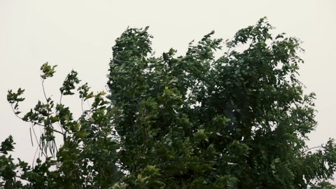 Trees During Storm Heavy Rain Heavy Stock Footage Video (100% Royalty ...