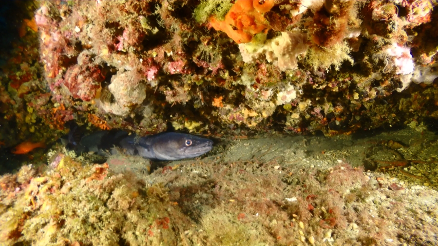 conger eel hide reef Stock Footage Video (100% Royalty-free) 1038982745 ...