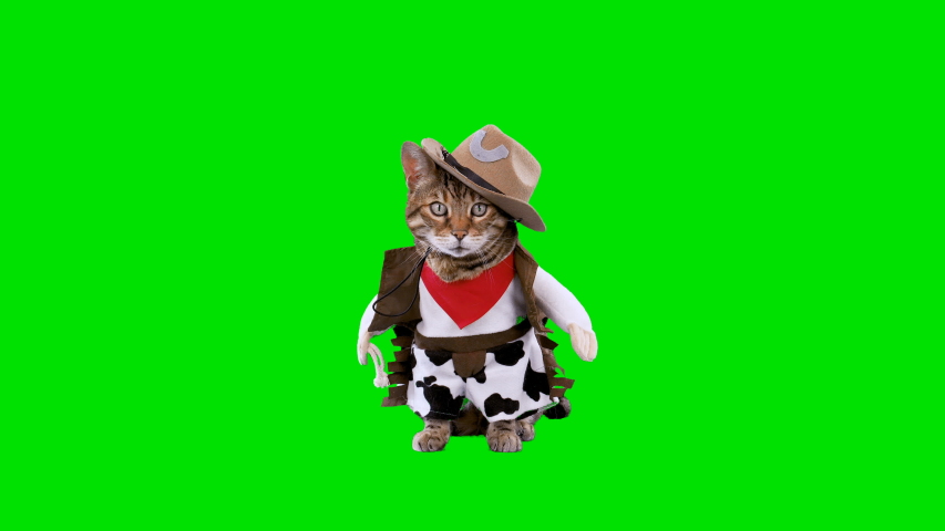 Cowboy cat Stock Video Footage - 4K and HD Video Clips | Shutterstock