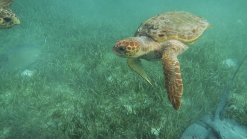 Juvenile Sea Turtles image - Free stock photo - Public Domain photo ...