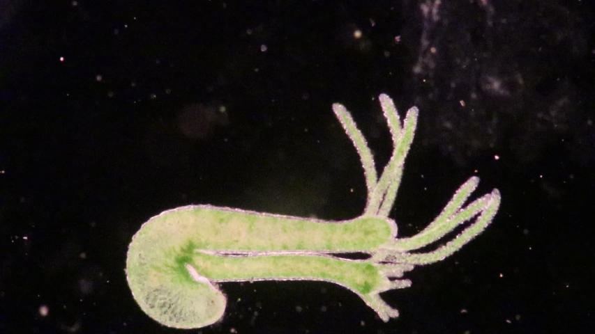 Hydra Genus Small Freshwater Animals Phylum Stock Footage Video (100% ...