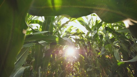 Movement Back Inside Corn Field Electronic Stock Footage Video (100% ...