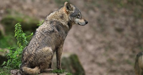 Gray Wolf Seated Forest Stock Footage Video (100% Royalty-free ...