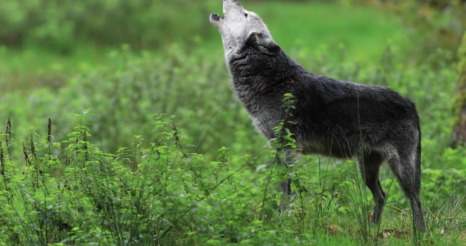 Howling of a Timberwolf in Stock Footage Video (100% Royalty-free ...