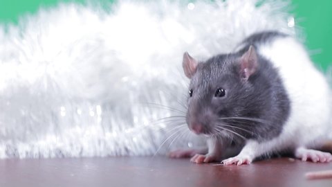 White Rat On Gold Background Confetti Stock Footage Video (100% Royalty ...