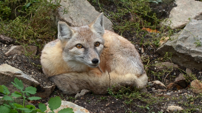 Curled Up Fox image - Free stock photo - Public Domain photo - CC0 Images