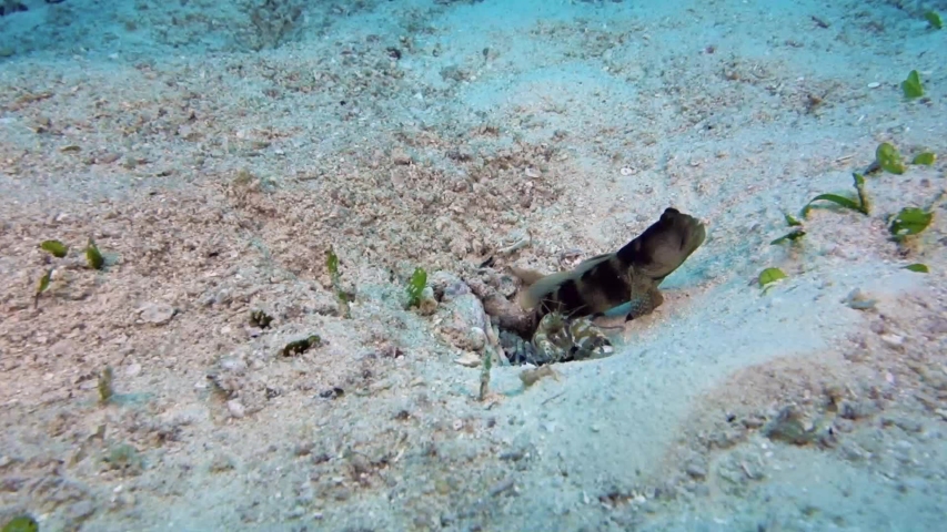 Tiger Snapping Shrimp Stock Video Footage - 4K and HD Video Clips ...