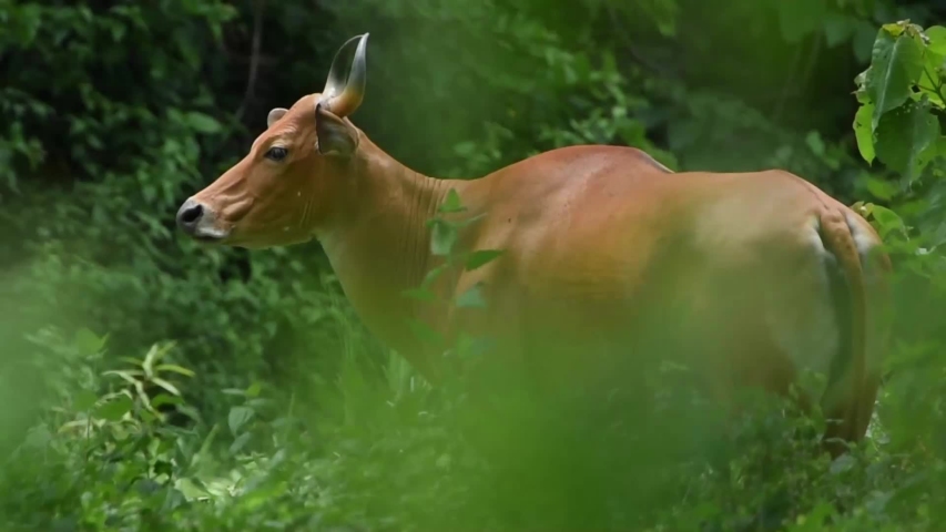 Banteng image - Free stock photo - Public Domain photo - CC0 Images