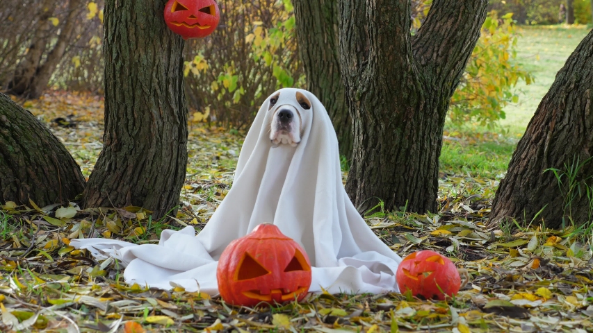 Dogs in Ghost Halloween Costumes image - Free stock photo - Public ...