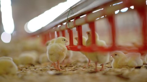 Chick Factory Chicken Agriculture Barn Cute Stock Footage Video (100% ...