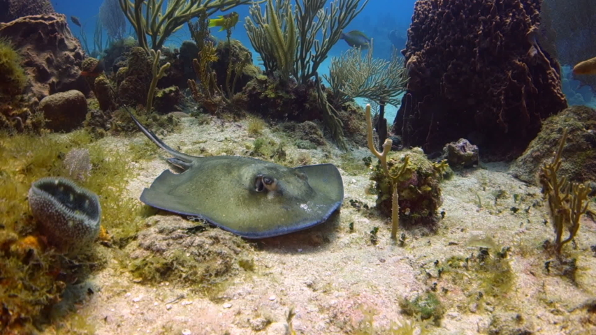 Southern Stingray image - Free stock photo - Public Domain photo - CC0 ...