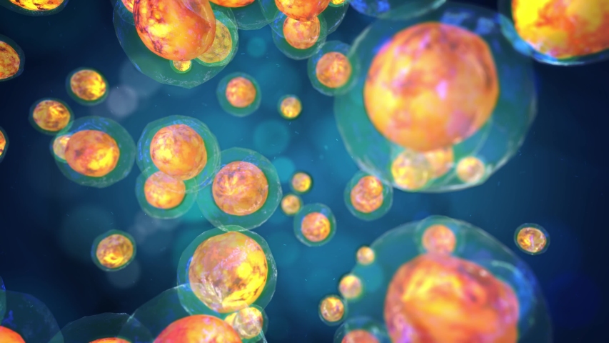 Fly Through Dividing Cells. Under Stock Footage Video (100% Royalty ...