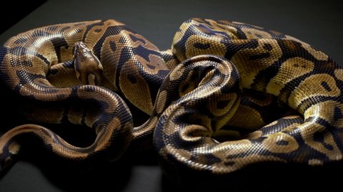 Footage Ball Python Black Background Stock Footage Video (100% Royalty ...