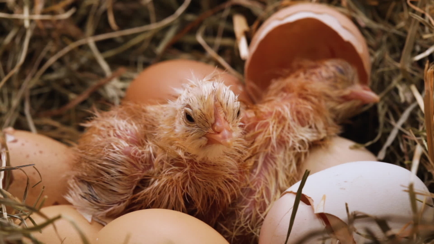 Two Chicken Resting After Hatching Stock Footage Video (100% Royalty ...