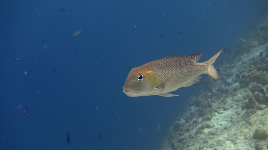 Humpnose big-eye bream - Monotaxis grandoculis image - Free stock photo ...