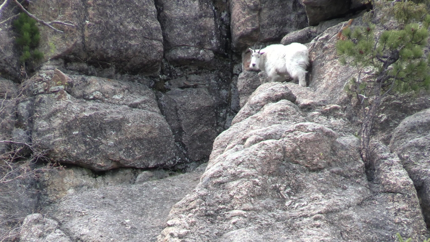 Mountain Goat standing on the rock image - Free stock photo - Public ...