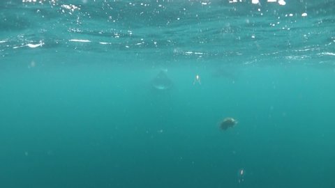 Underwater Footage Basking Shark Filter Feeding Stock Footage Video ...