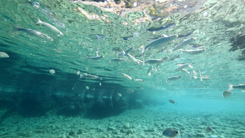 fish eating particles surface water underwater Stock Footage Video (100 ...