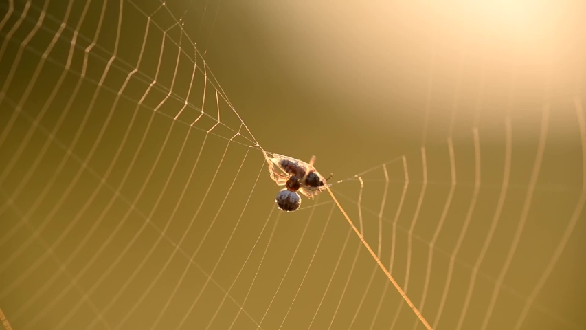 spider weaves prey into cocoon on Stock Footage Video (100% Royalty ...