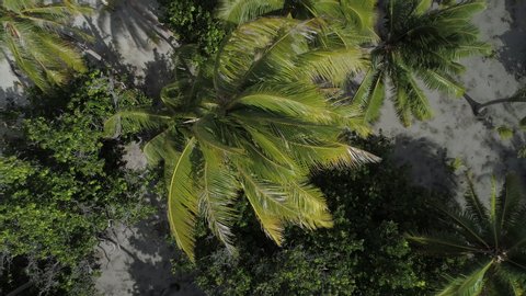 Alsophila Spinulosa Cyathea Spinulosa Known Flying Stock Photo (Edit ...