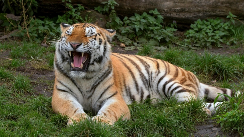 malayan tiger Stock Footage Video (100% Royalty-free) 5320745 ...