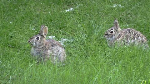 Pair North American Eastern Cottontail Rabbits Stock Footage Video (100 ...