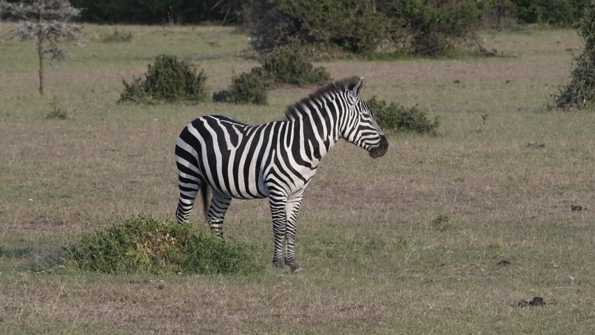 Zebra Swishing its Tail and Stock Footage Video (100% Royalty-free ...
