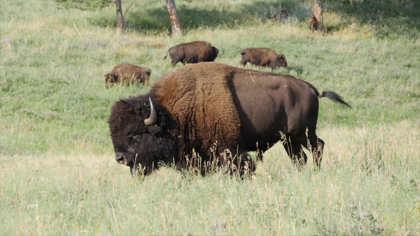 Buffalo Bull Walking Past a Stock Footage Video (100% Royalty-free ...
