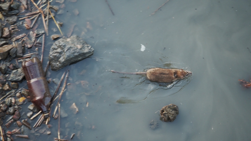 Muskrat swimming in the water image - Free stock photo - Public Domain ...