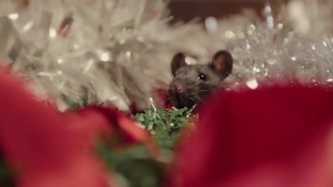 cute jack russell dog crystal covered Stock Footage Video (100% Royalty ...