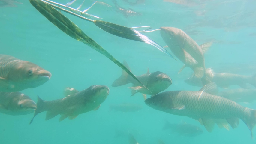 Common carp Stock Video Footage - 4K and HD Video Clips | Shutterstock