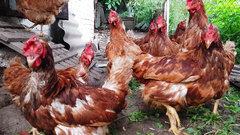 Red Hens Old Rustic Barn Looking Stock Footage Video (100% Royalty-free ...