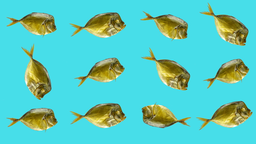 Dorado Fish Shaking On Colored Background Stock Footage Video (100% ...
