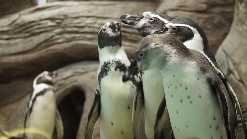 Humboldt Penguin image - Free stock photo - Public Domain photo - CC0 ...