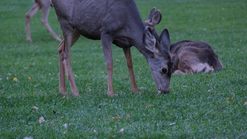 Mule Deer Eating Grass at Stock Footage Video (100% Royalty-free ...