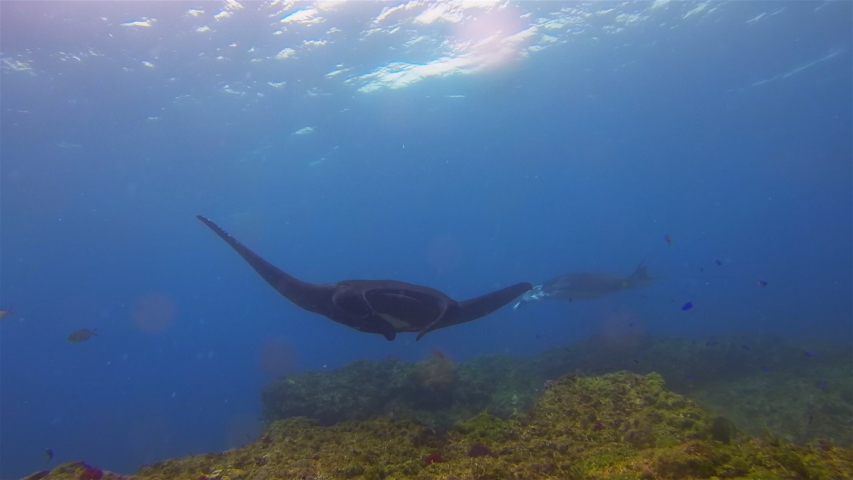 41 Rare manta ray Stock Video Footage - 4K and HD Video Clips ...