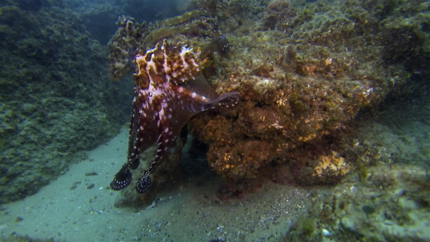 Mating Octopus Stock Video Footage - 4K and HD Video Clips | Shutterstock