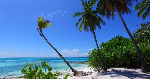 Palm Trees Wind Beach Thailand Stock Footage Video (100% Royalty-free ...