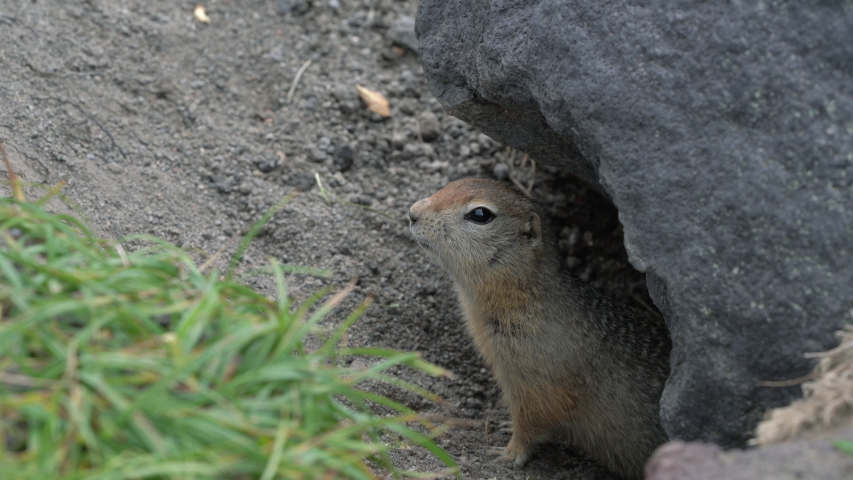 Curious but Cautious Wild Animal Stock Footage Video (100% Royalty-free ...