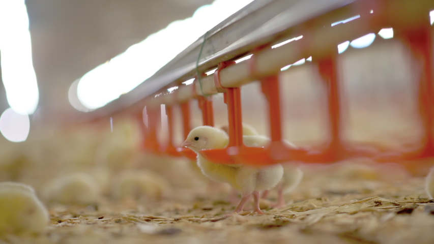 chick factory chicken agriculture barn cute Stock Footage Video (100% ...