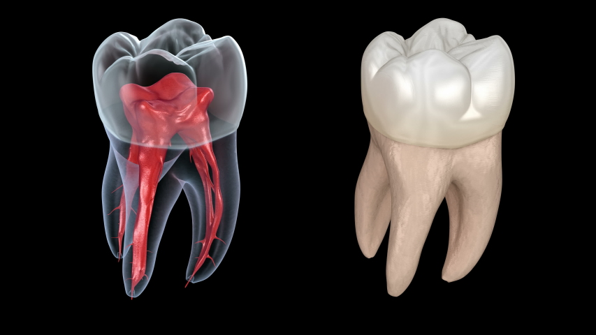 Diagram Tooth Stock Video Footage - 4K and HD Video Clips | Shutterstock
